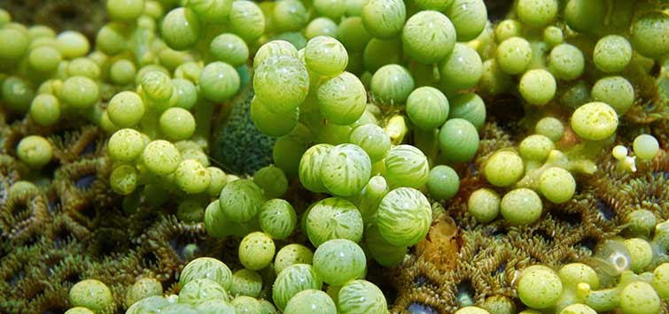 "Exploring the Colorful World of Caulerpa: Essential Guide to Common A ...
