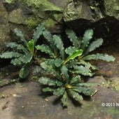 Mid Section – Arium