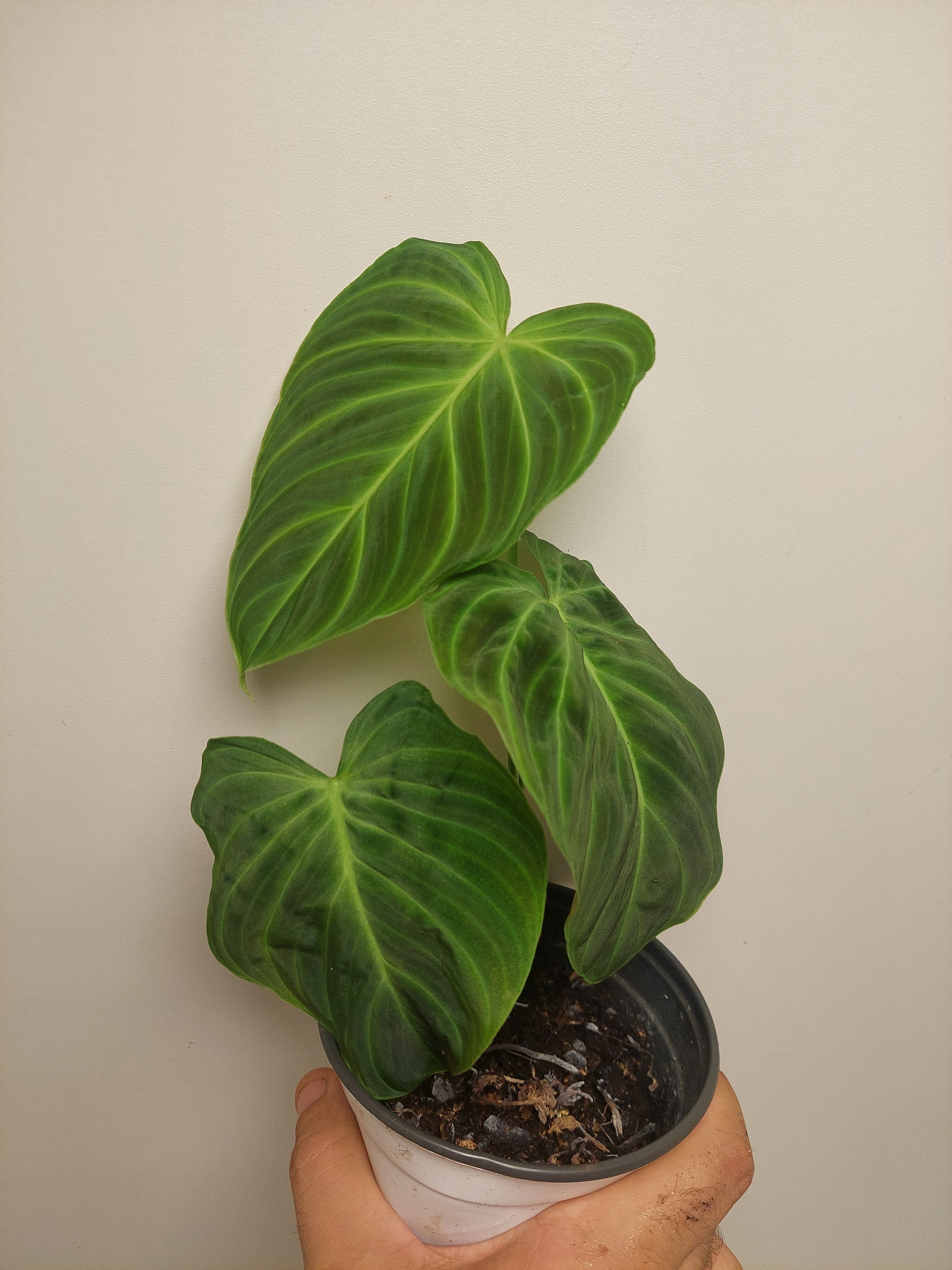 Philodendron Splendid #2 – Arium