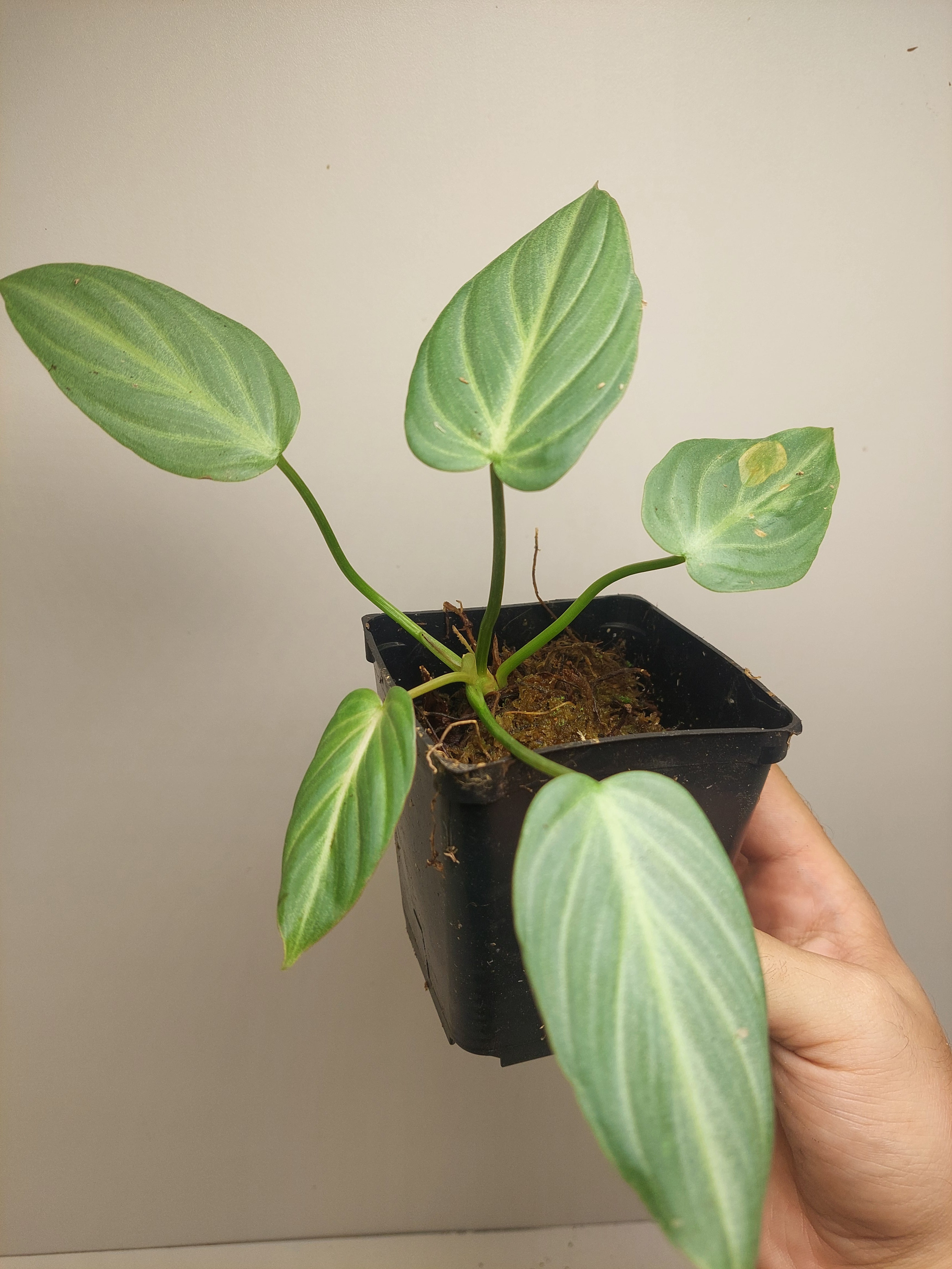 Philodendron Gloriosum Silver – Arium