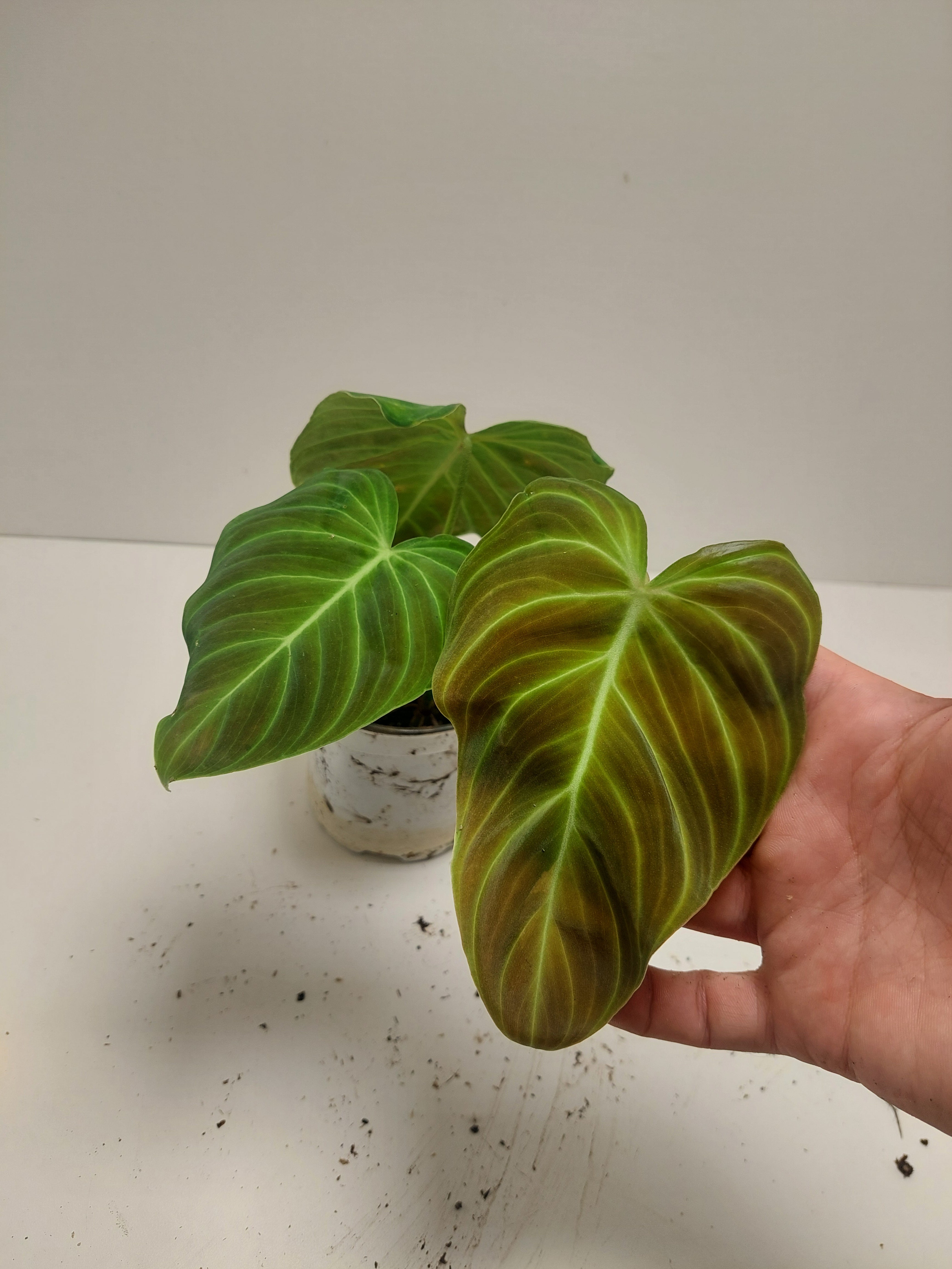 Philodendron Splendid small – Arium