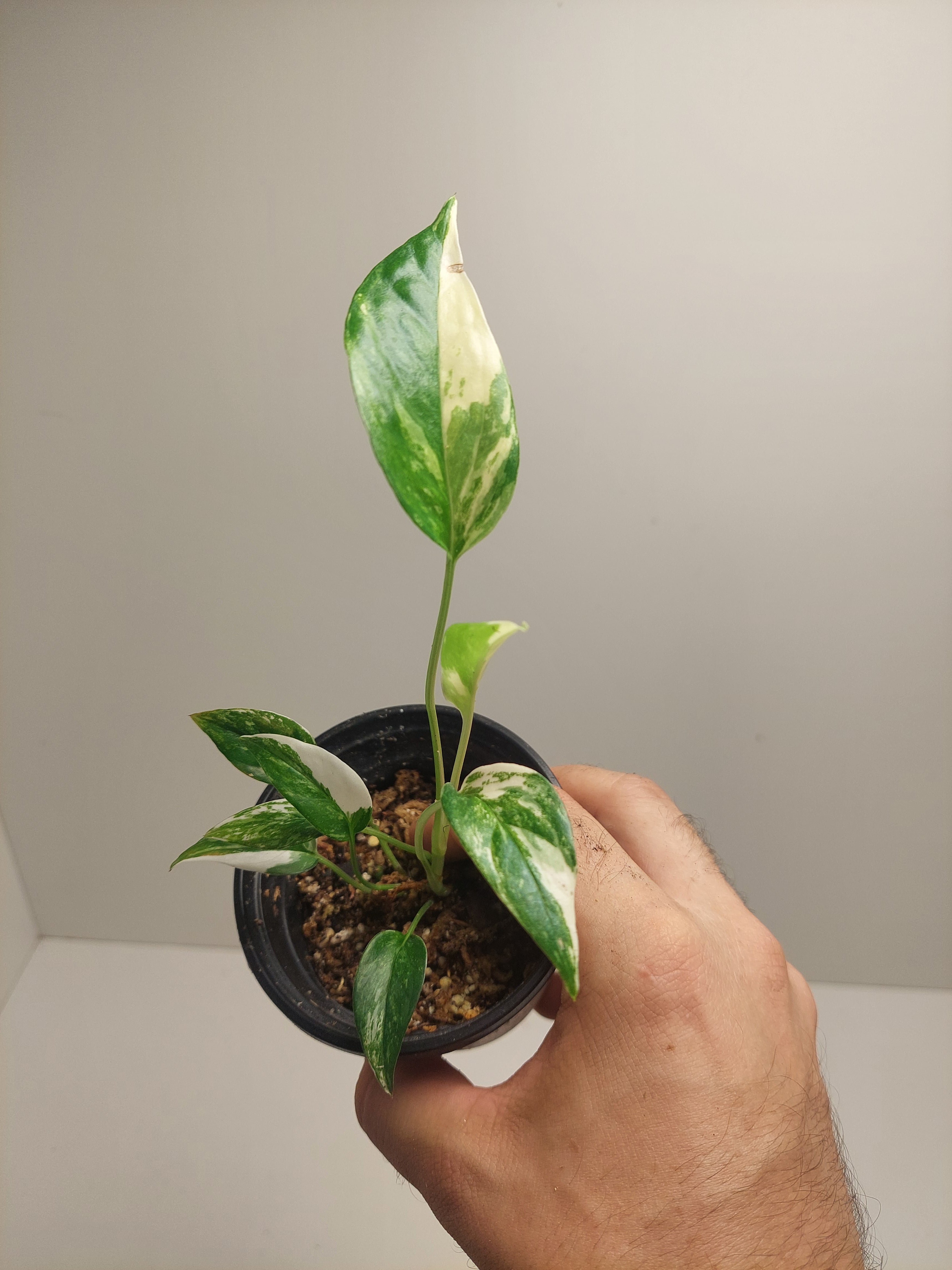Epipremnum Pinnatum Variegata – Arium
