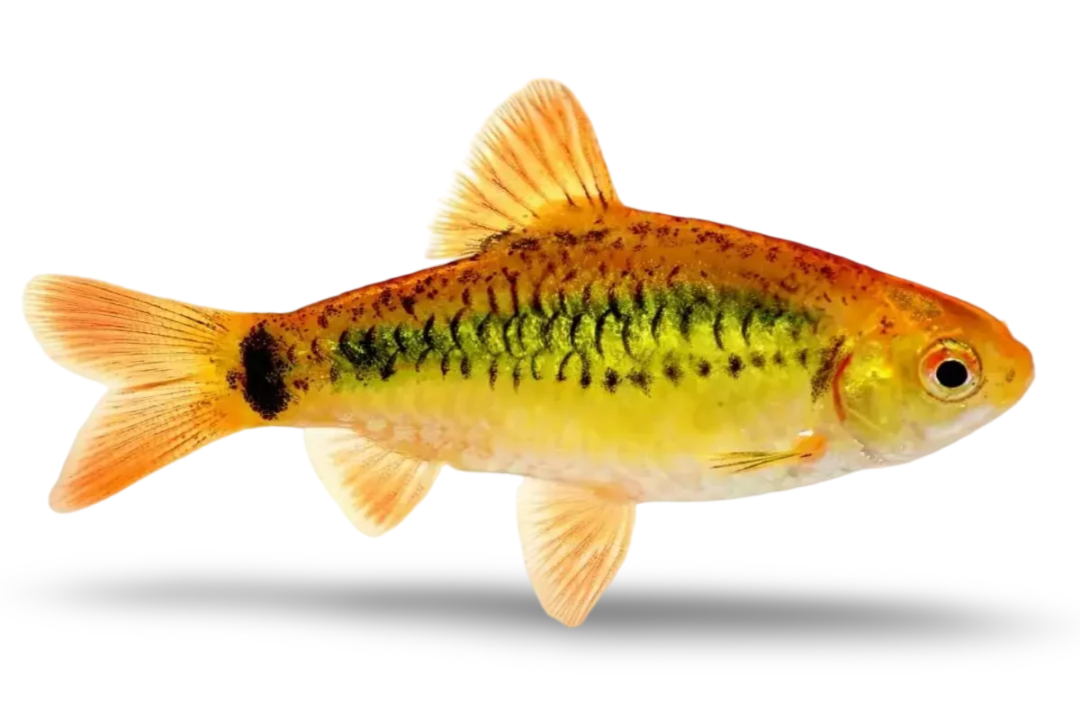 Gold Barb – Arium