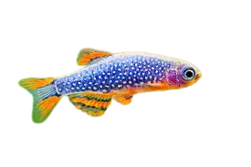 Celestial Pearl Danio – Arium