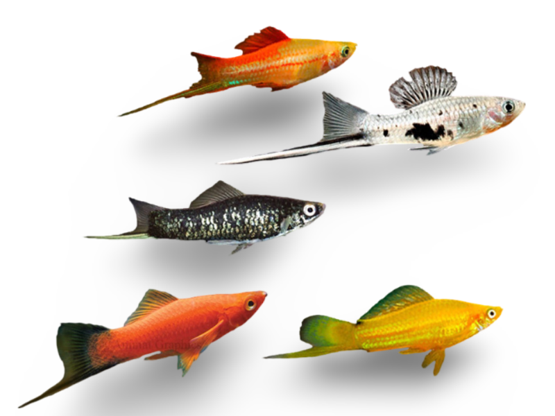 Assorted Swordtails – Arium
